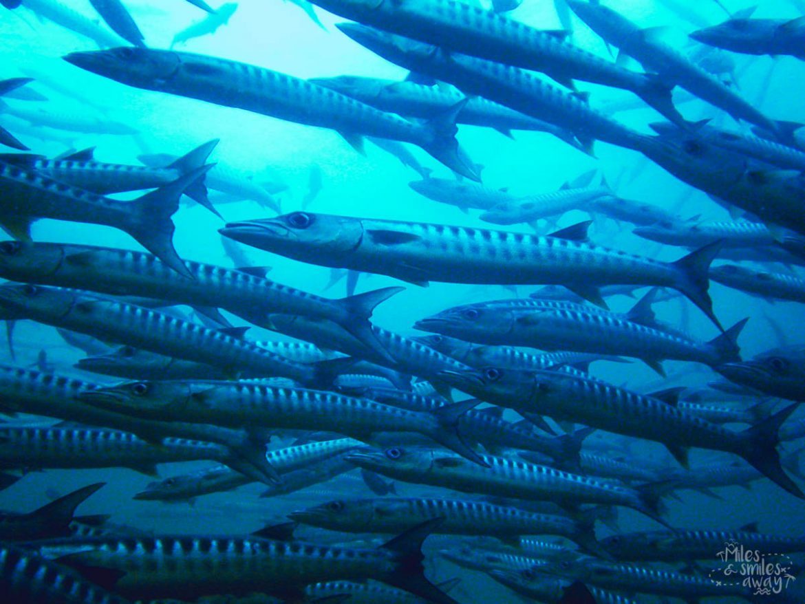 Diving in Sipadan Island, One of the Best Dive Spots in the World ...